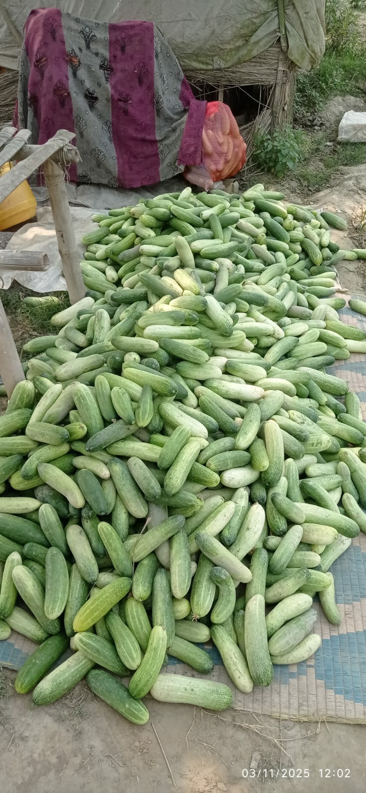 Transforming Saptari: The Impact of Riverbed Farming Under the Saksham ...