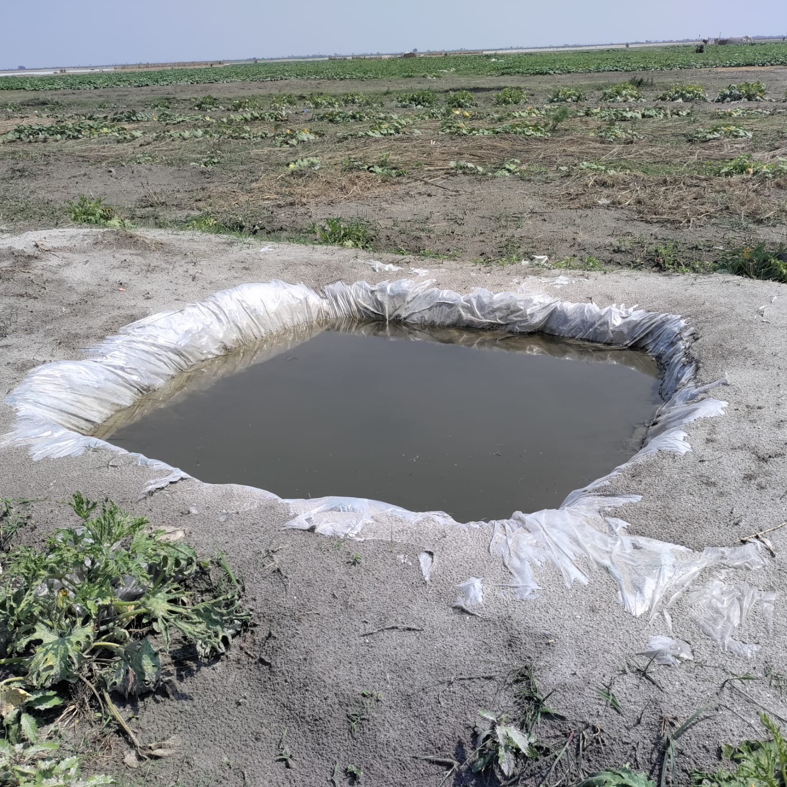 Field Visit Update: Supporting Farmers for Riverbed Farming in Saptari ...
